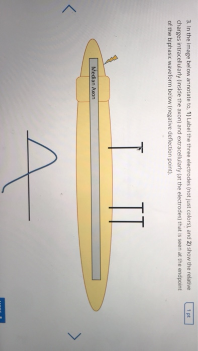 Solved 1 pt 3. In the image below annotate to, 1) Label the | Chegg.com