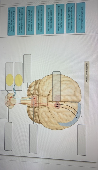 Solved SOMATOSENSORY MIWAYS Pain, temperature, coarse touch | Chegg.com