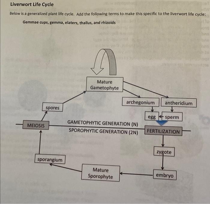 Solved Liverwort Life Cycle Below is a generalized plant | Chegg.com