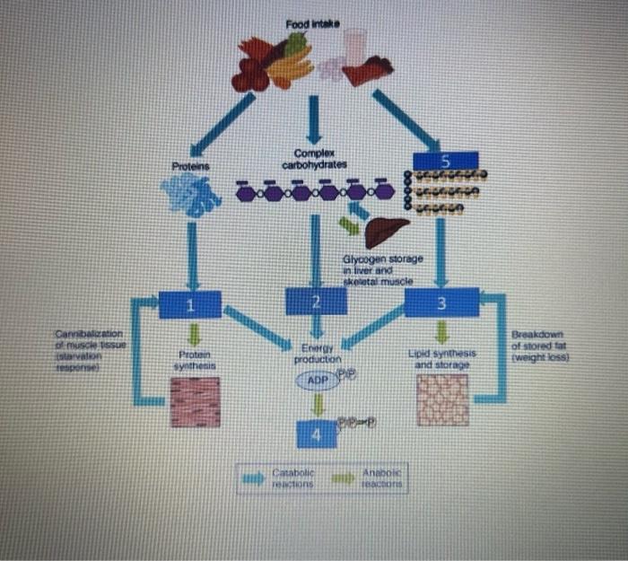 Solved I need help labeling 1-5 please | Chegg.com