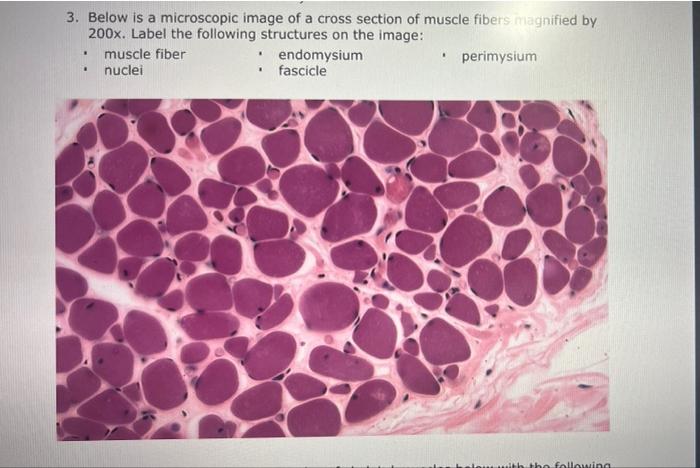 Solved 3. Below is a microscopic image of a cross section of | Chegg.com