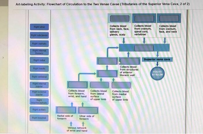 Solved Art-labeling Activity: Flowchart of Circulation to | Chegg.com