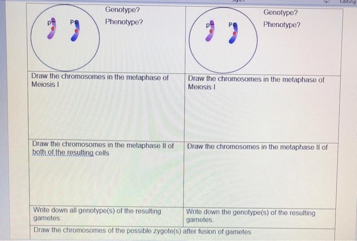 Solved Editing Genotype? Phenotype? Genotype? Phenotype? | Chegg.com