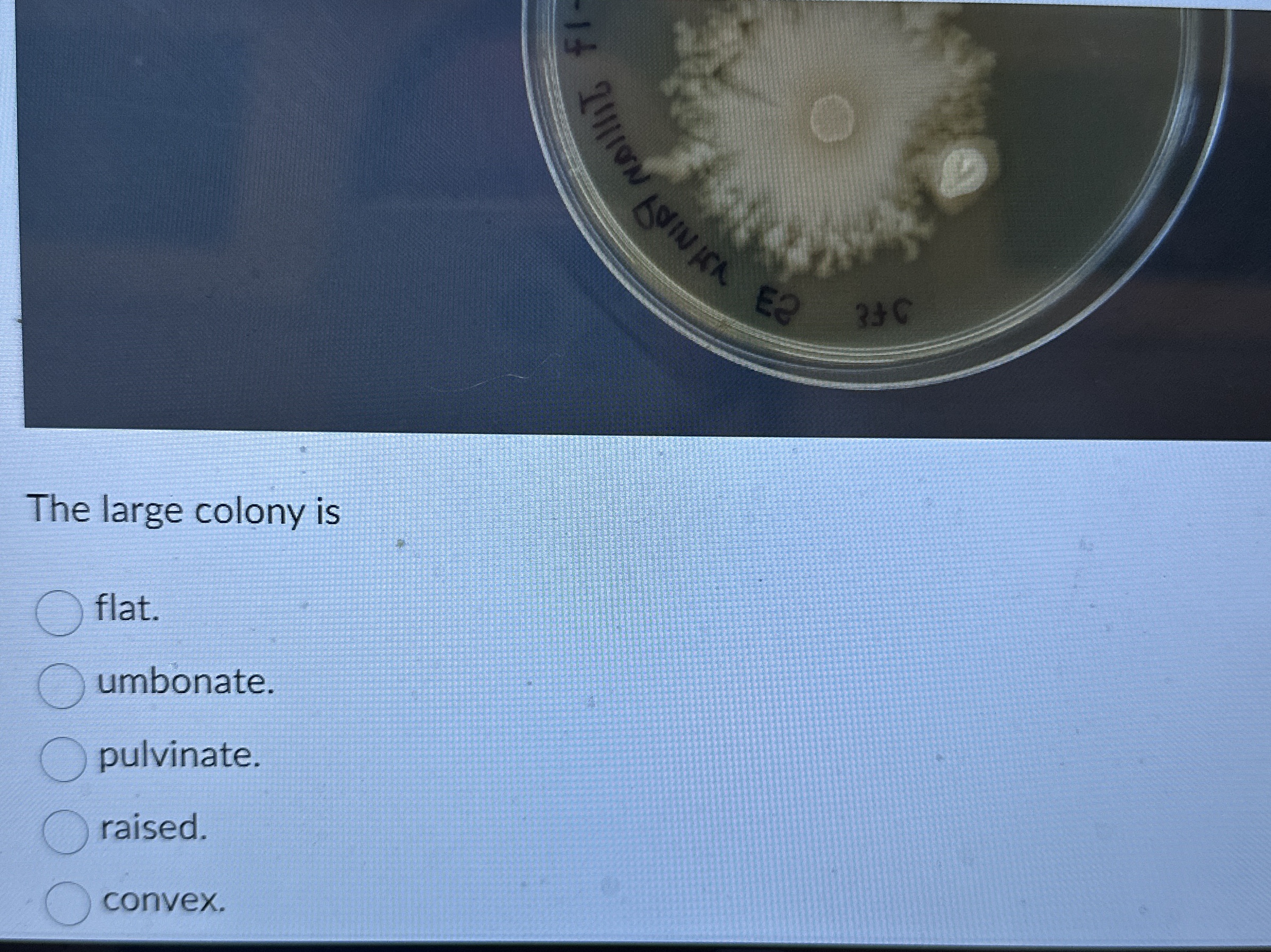 Solved The large colony isflat.umbonate.pulvinate.raised. | Chegg.com