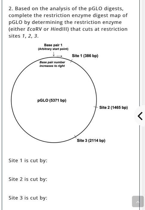 Solved 2. Based on the analysis of the PGLO digests, | Chegg.com