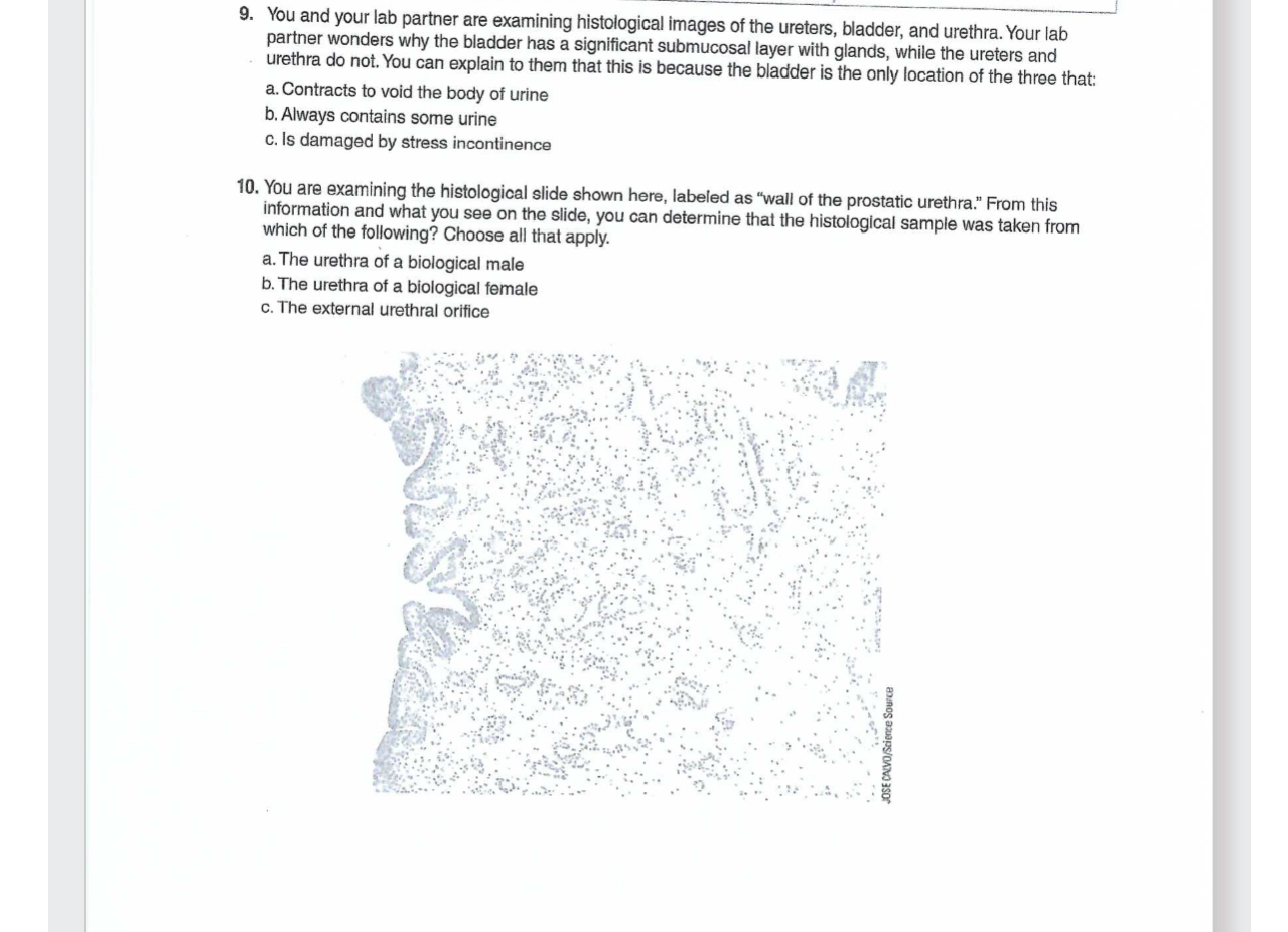 Solved You and your lab partner are examining histological | Chegg.com