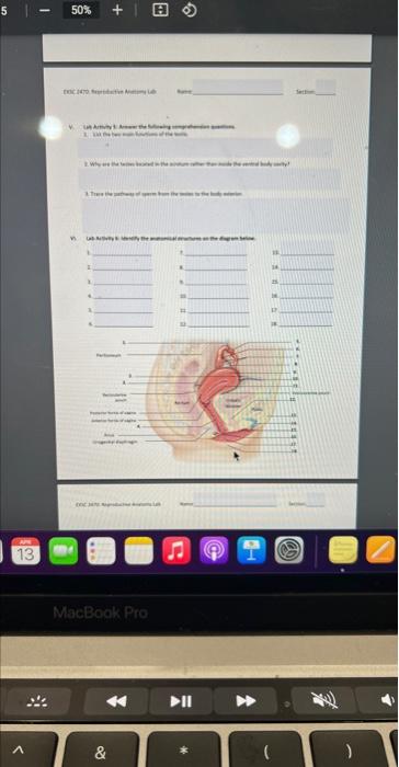 Solved Lab Activity 1: Identify the anatomical structures on | Chegg.com Solved Lab Activity 1: Identify the anatomical structures on | Chegg.com