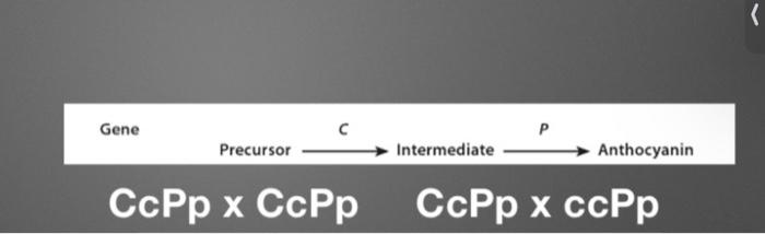 Solved Gene CcPp × CcPp CcPp×ccPp | Chegg.com