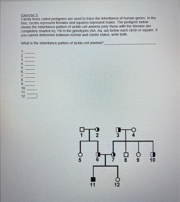 Solved Exercise 3 Family trees called pedigrees are used to | Chegg.com
