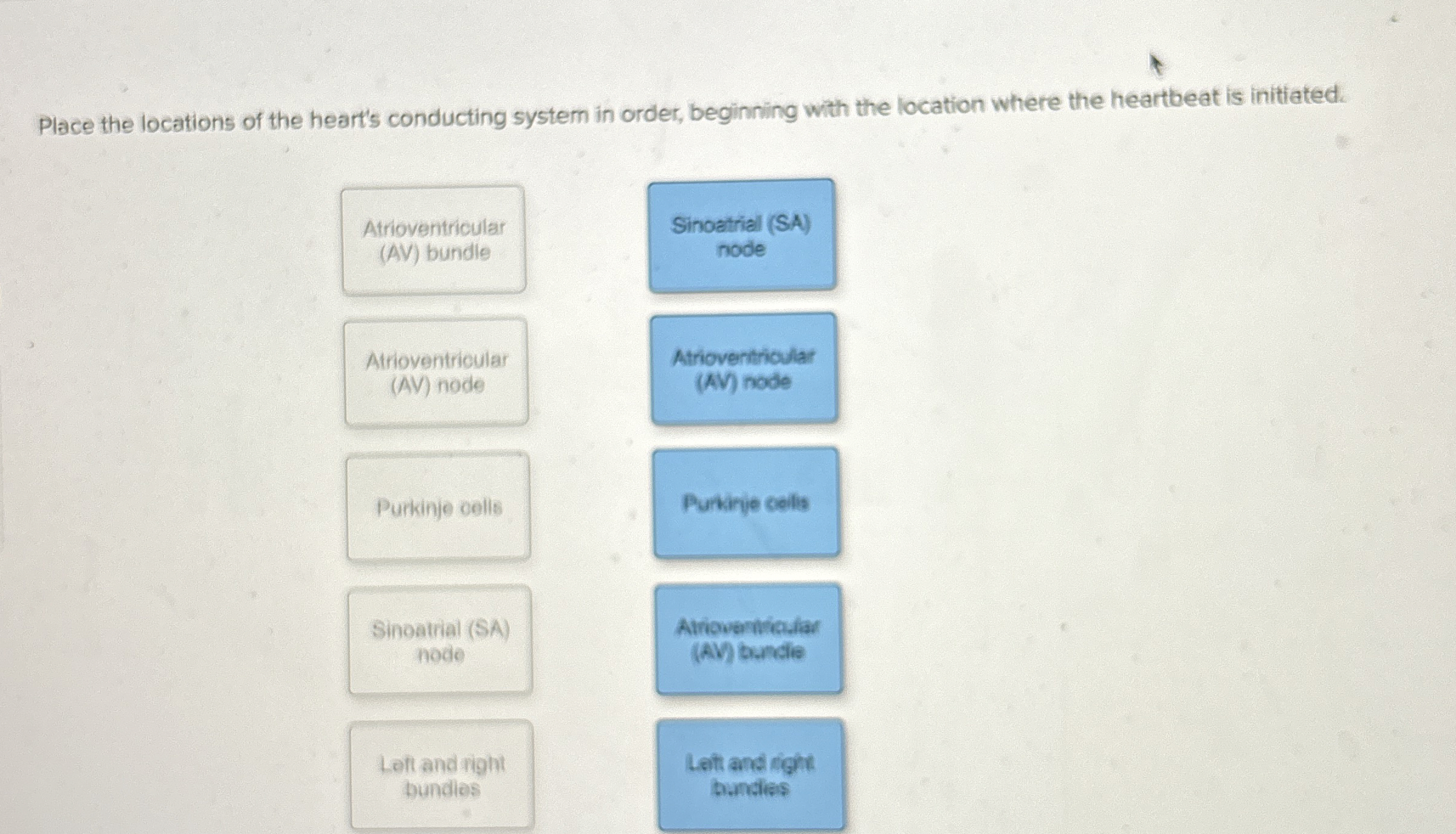 Solved Place the locations of the heart's conducting system | Chegg.com
