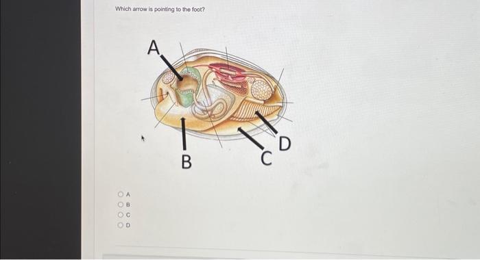 Solved Which arrow is pointing to the foot? | Chegg.com