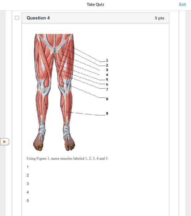 Solved Using Figure 1, name muscles labeled 1,2,3,4 and 5. 1 | Chegg.com Solved Using Figure 1, name muscles labeled 1,2,3,4 and 5. 1 | Chegg.com