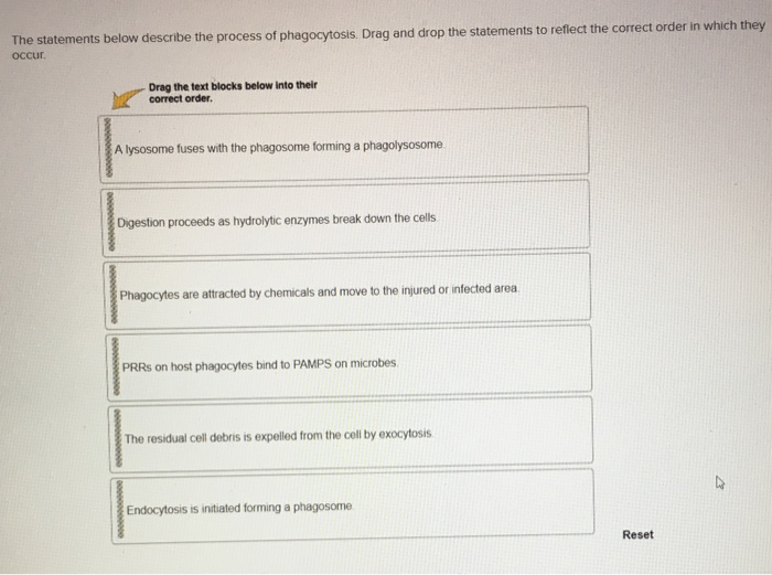Solved The statements below describe the process of | Chegg.com