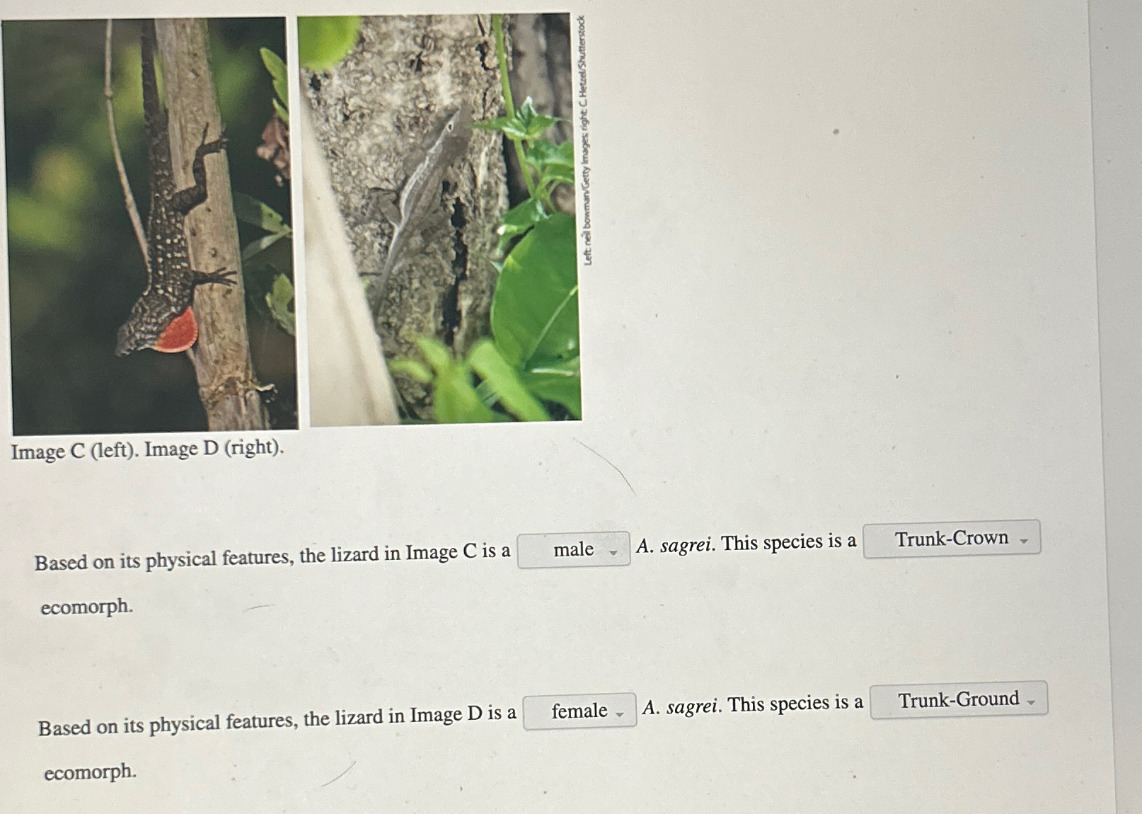 Solved Image C (left). ﻿Image D (right).Based on its | Chegg.com