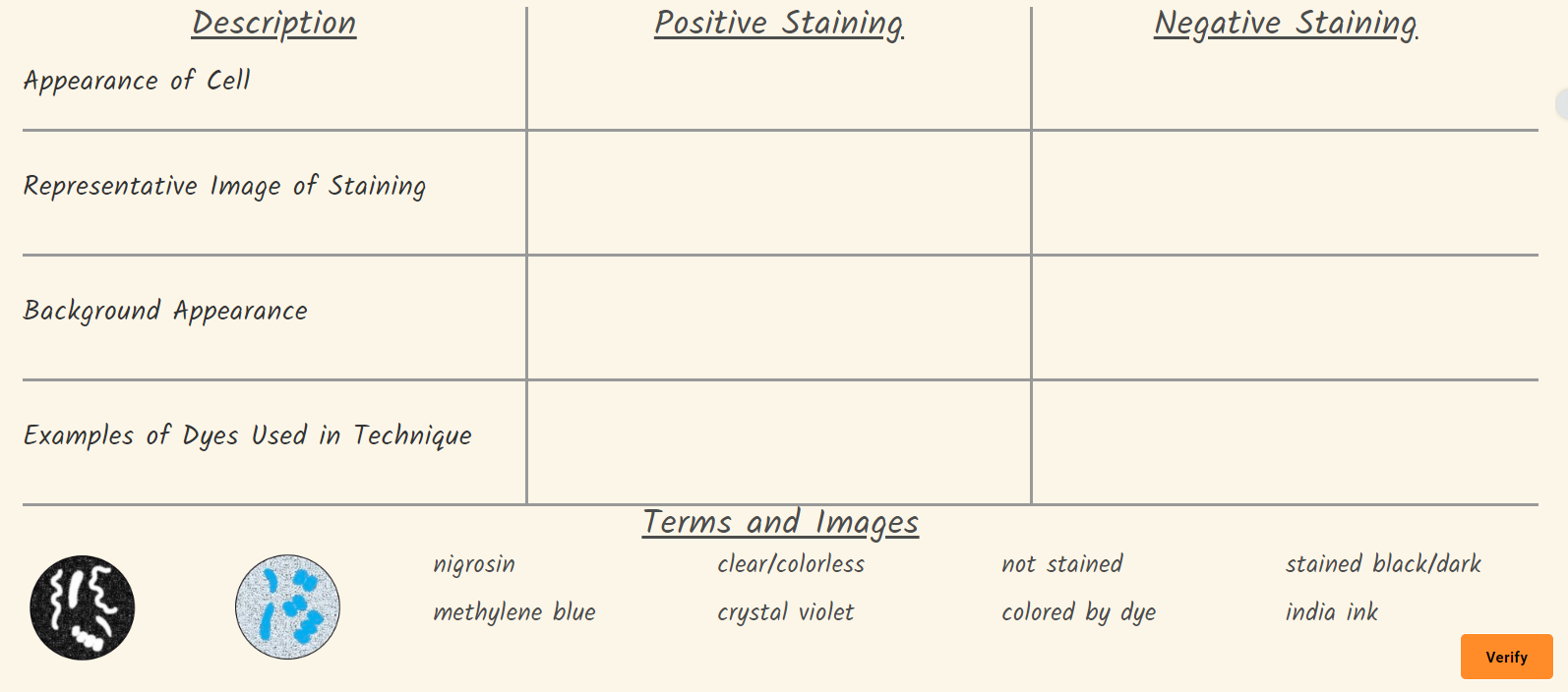 Solved Description, positive staining, negative | Chegg.com Solved Description, positive staining, negative | Chegg.com