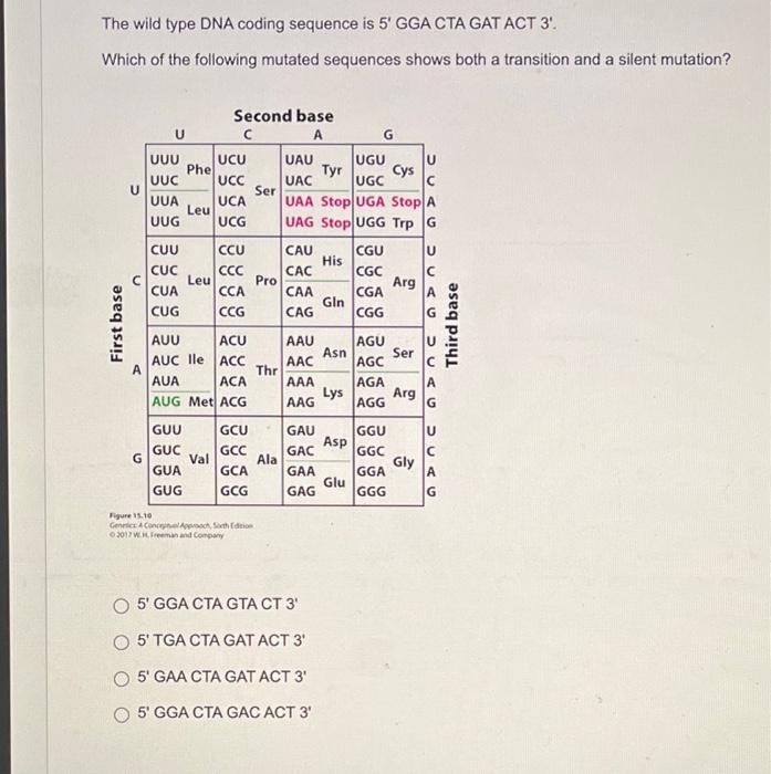Solved The wild type DNA coding sequence is 5' GGA CTA GAT | Chegg.com
