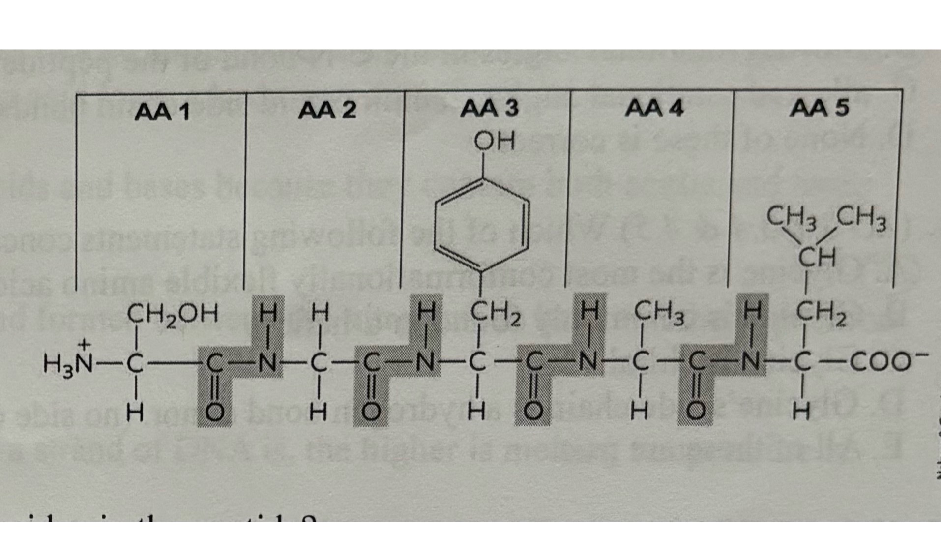 what is the pi of the peptide?A: 5.97B: 6.34C: 9.84D: | Chegg.com