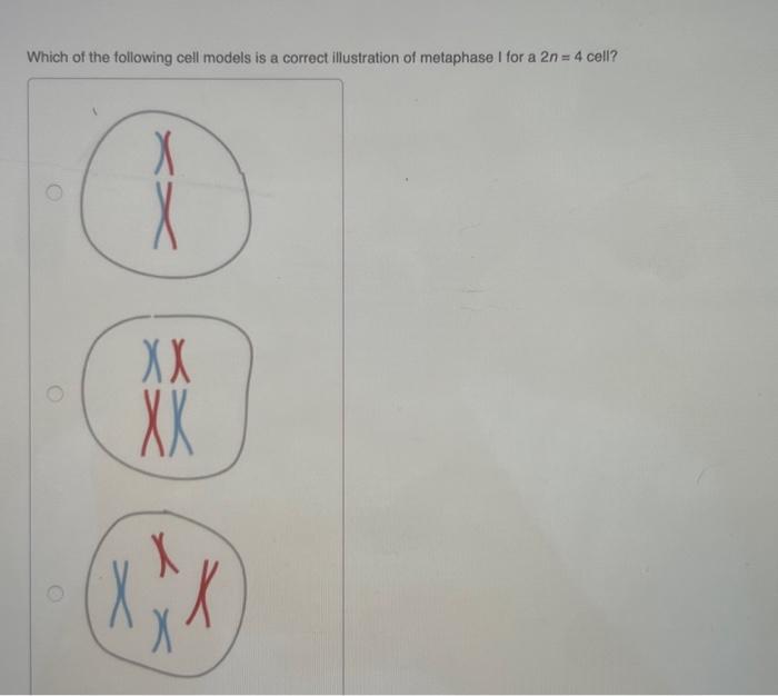Solved Which of the following cell models is a correct | Chegg.com