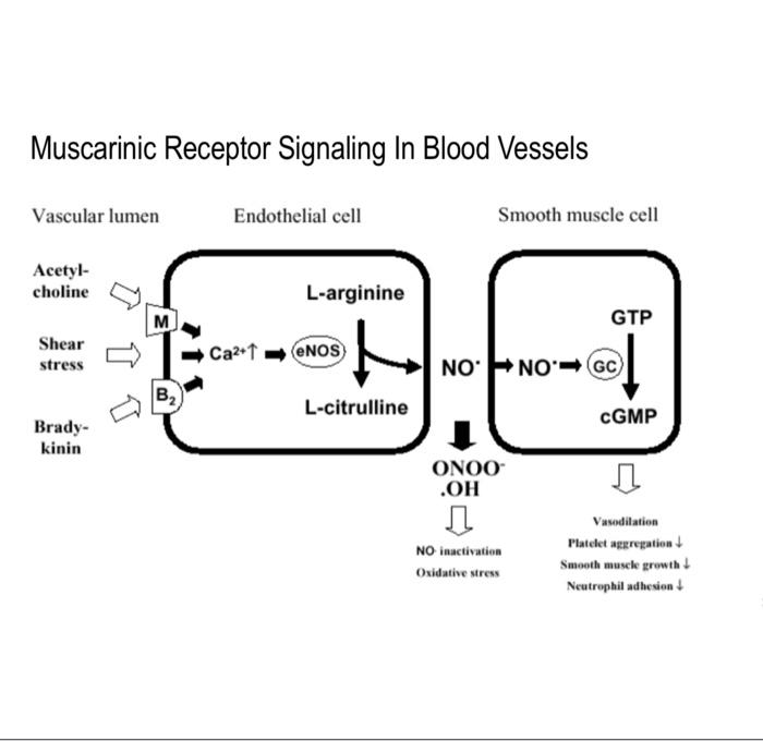 Solved Muscarinic Receptor Signaling In Blood Vessels | Chegg.com