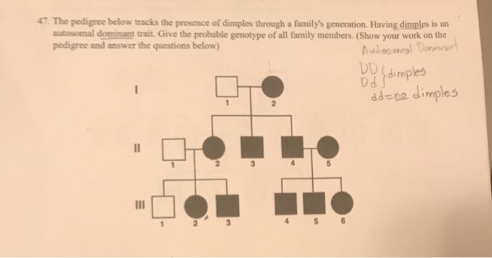 Solved 47. The pedigree below tracks the presence of dimples | Chegg.com