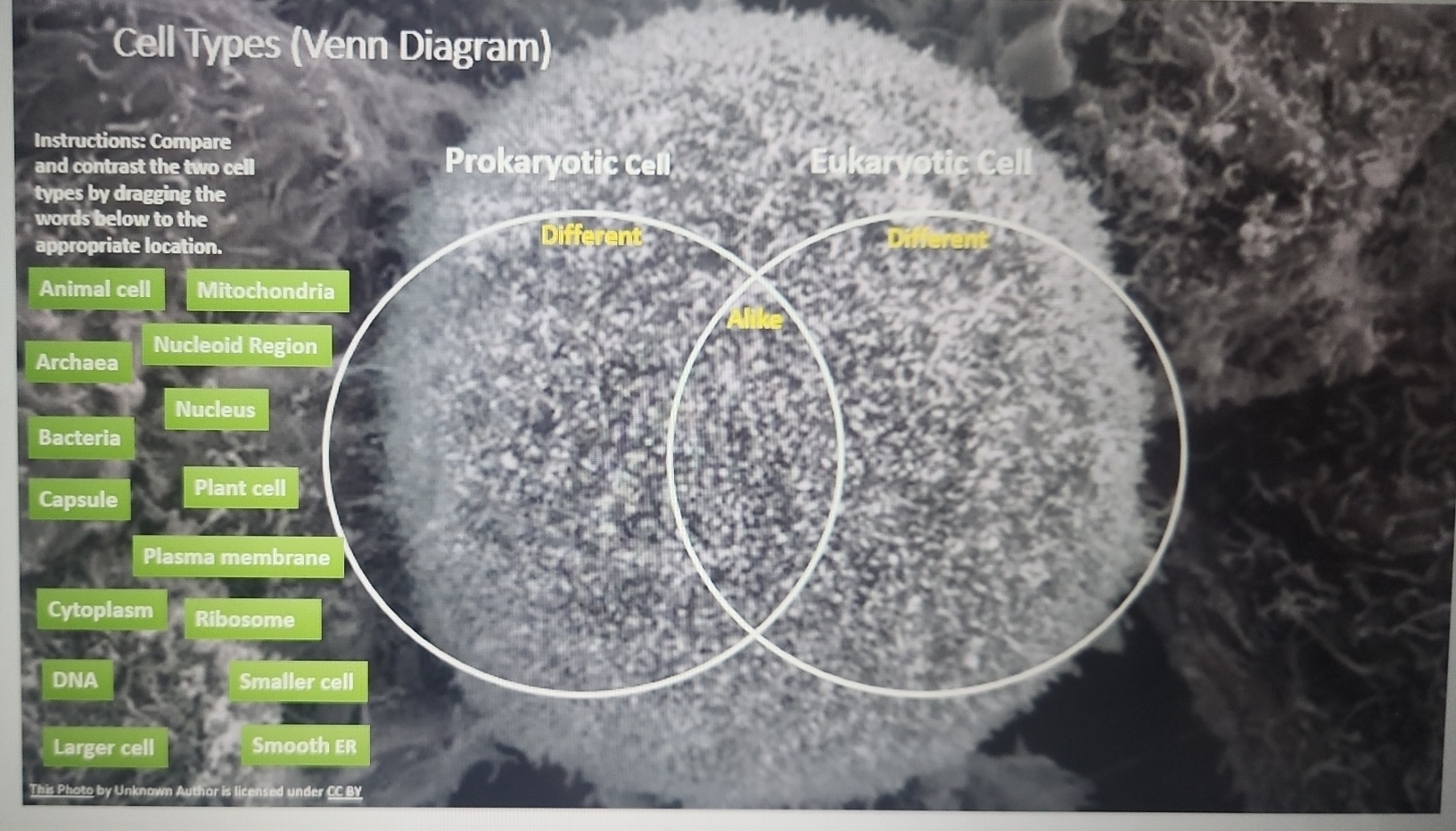 Solved Cell Types (Venn Diagram)Instructions: Compareand | Chegg.com