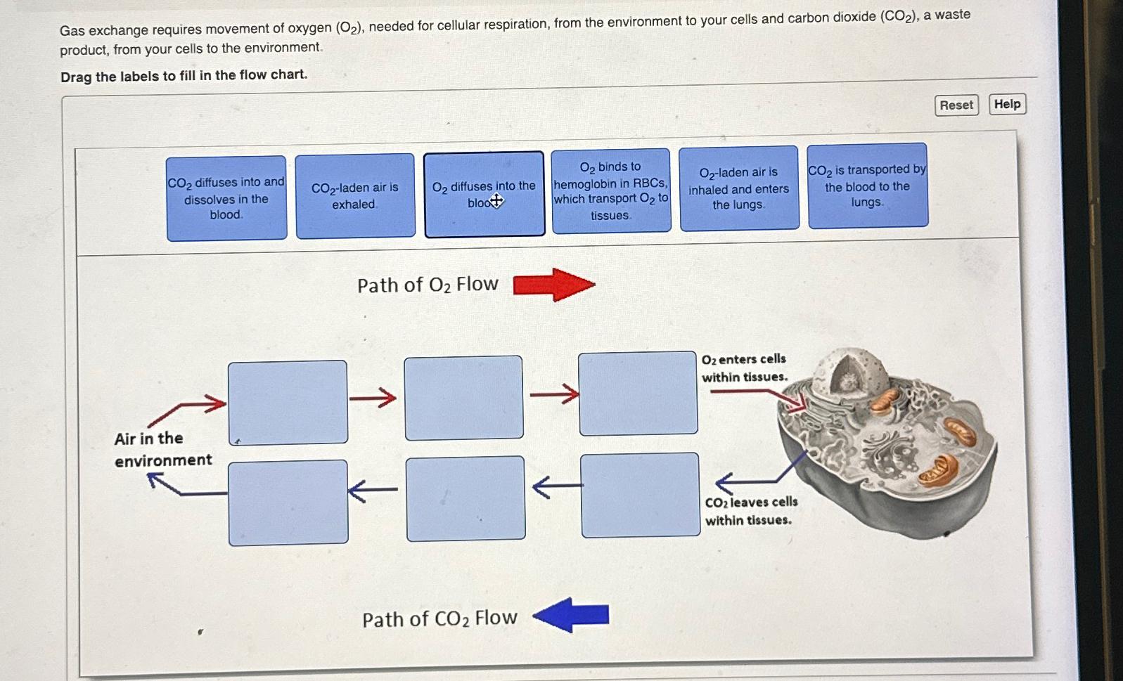 Solved Gas exchange requires movement of oxygen (O2), | Chegg.com