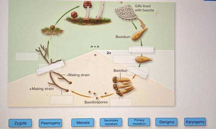 Solved Gills lined with basidia Basidium nun 2n n Basidium | Chegg.com