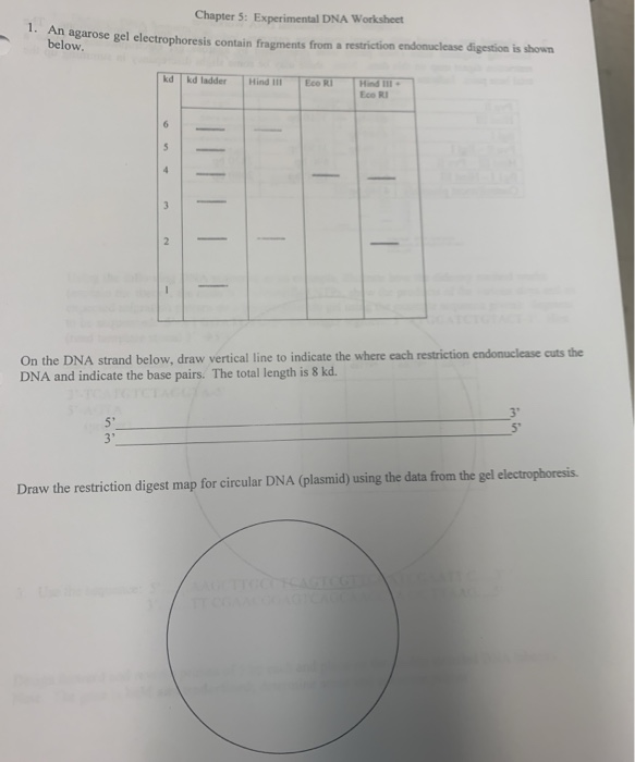 Solved Chapter 5: Experimental DNA Worksheet agarose gel | Chegg.com