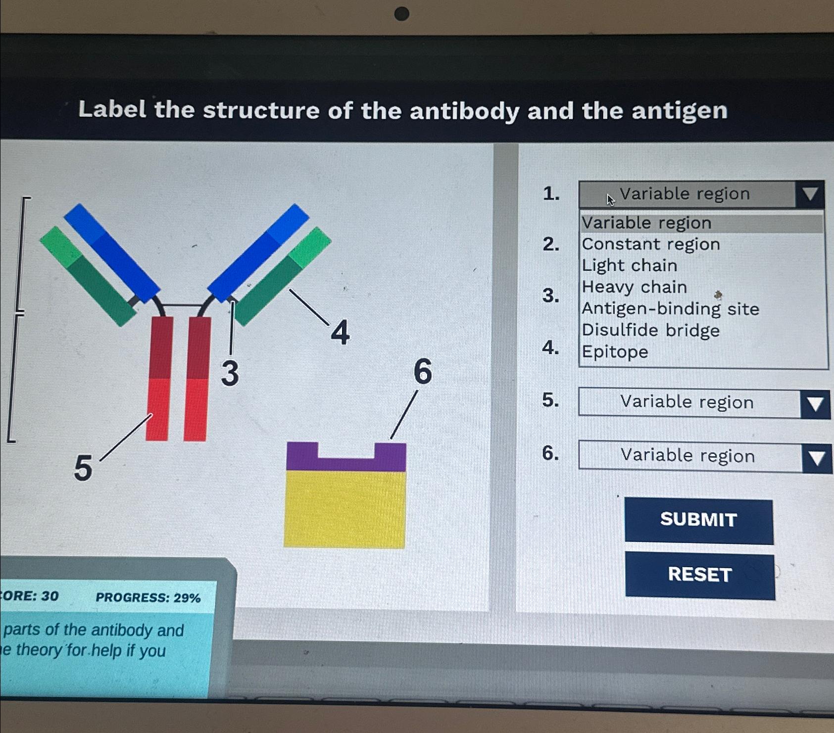 Solved Label the structure of the antibody and the | Chegg.com