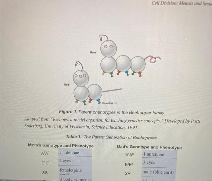 Cell Division: Meiosis and Sex Mom Dad Figure 1. | Chegg.com