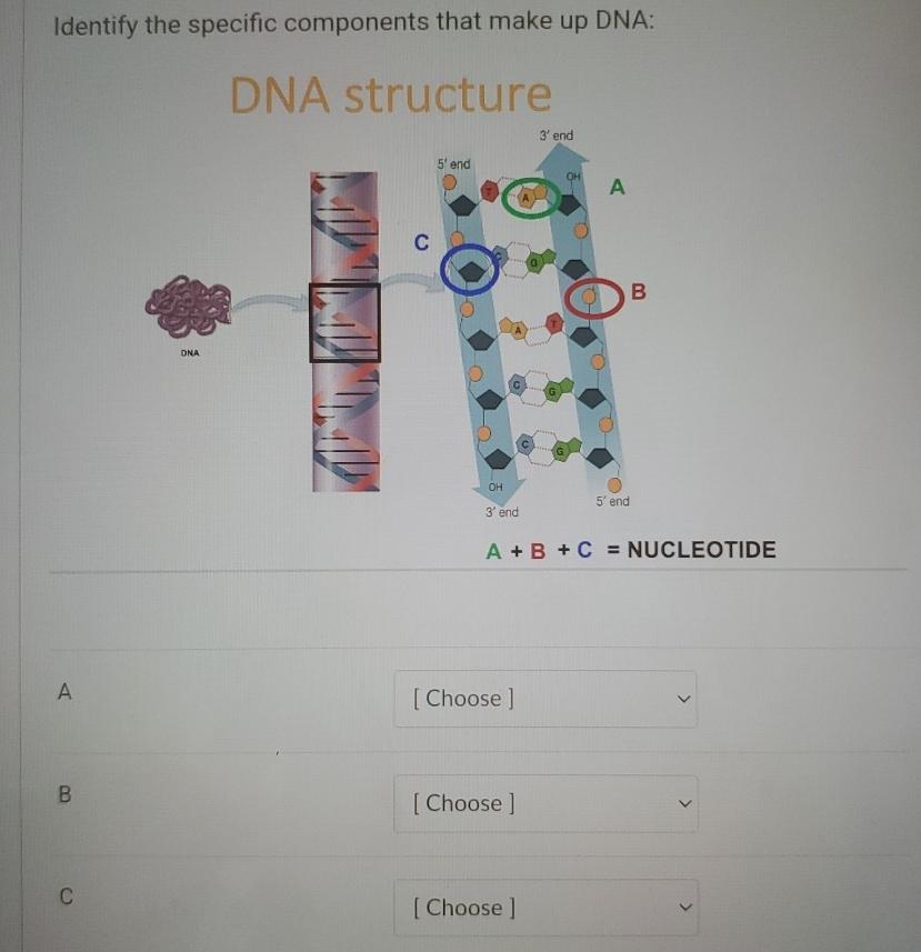 Solved Identify the specific components that make up DNA:DNA | Chegg.com