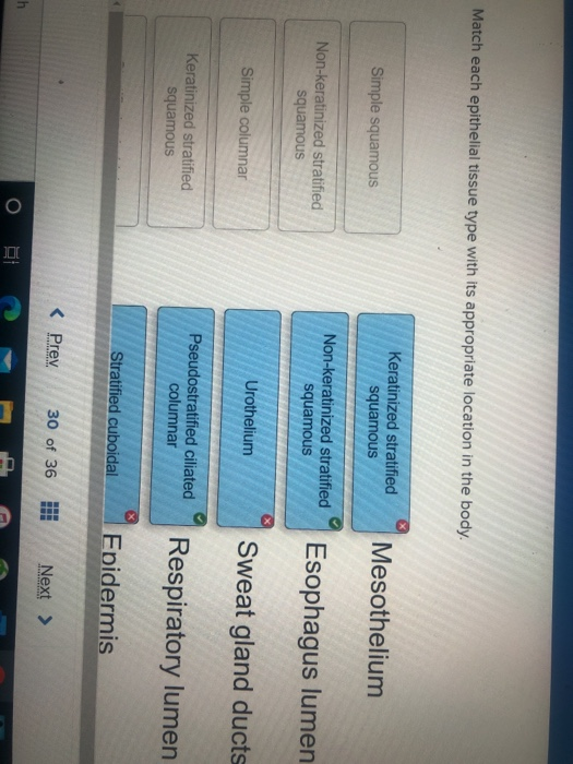 Solved Match each epithelial tissue type with its | Chegg.com