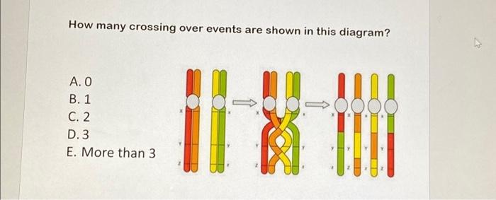 Solved How many crossing over events are shown in this | Chegg.com