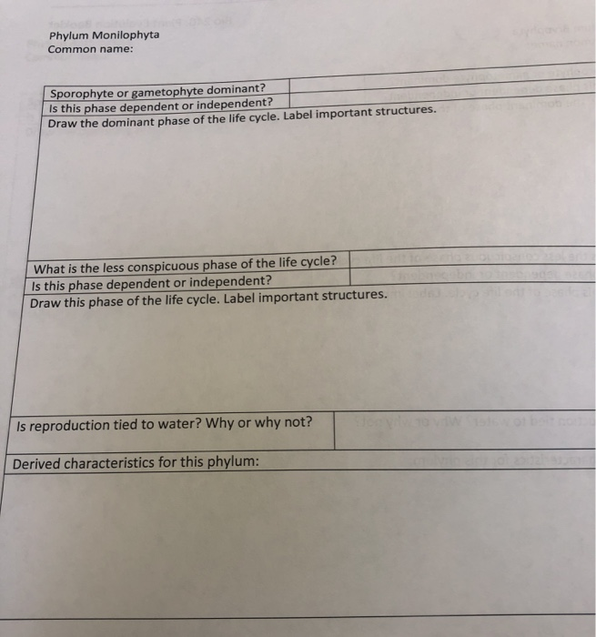 Solved Phylum Monilophyta Common name: Sporophyte or | Chegg.com