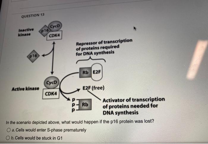 Solved QUESTION 13 Inactive kinase CycD p16 CDK4 Repressor | Chegg.com