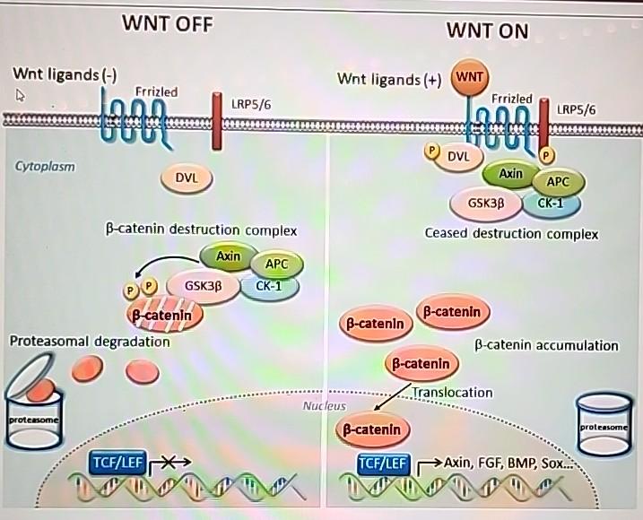 Solved WNT OFFWNT ONWhat type of signaling pathway is this | Chegg.com