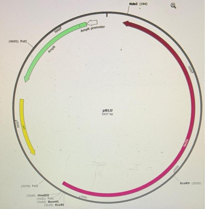 Solved You clone ermA (erythromycin resistance gene) Into | Chegg.com