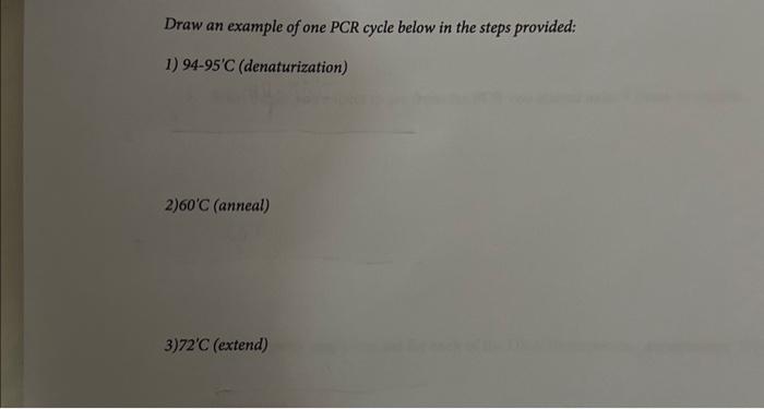 Solved Draw an example of one PCR cycle below in the steps | Chegg.com