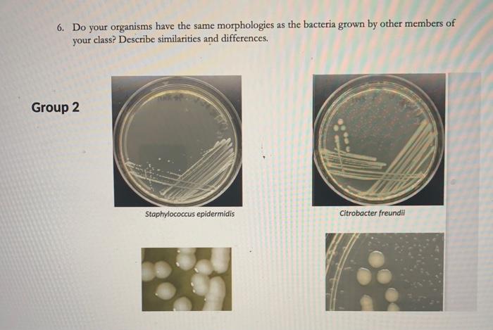 Solved 4. Describe and draw the colony morphology of your | Chegg.com