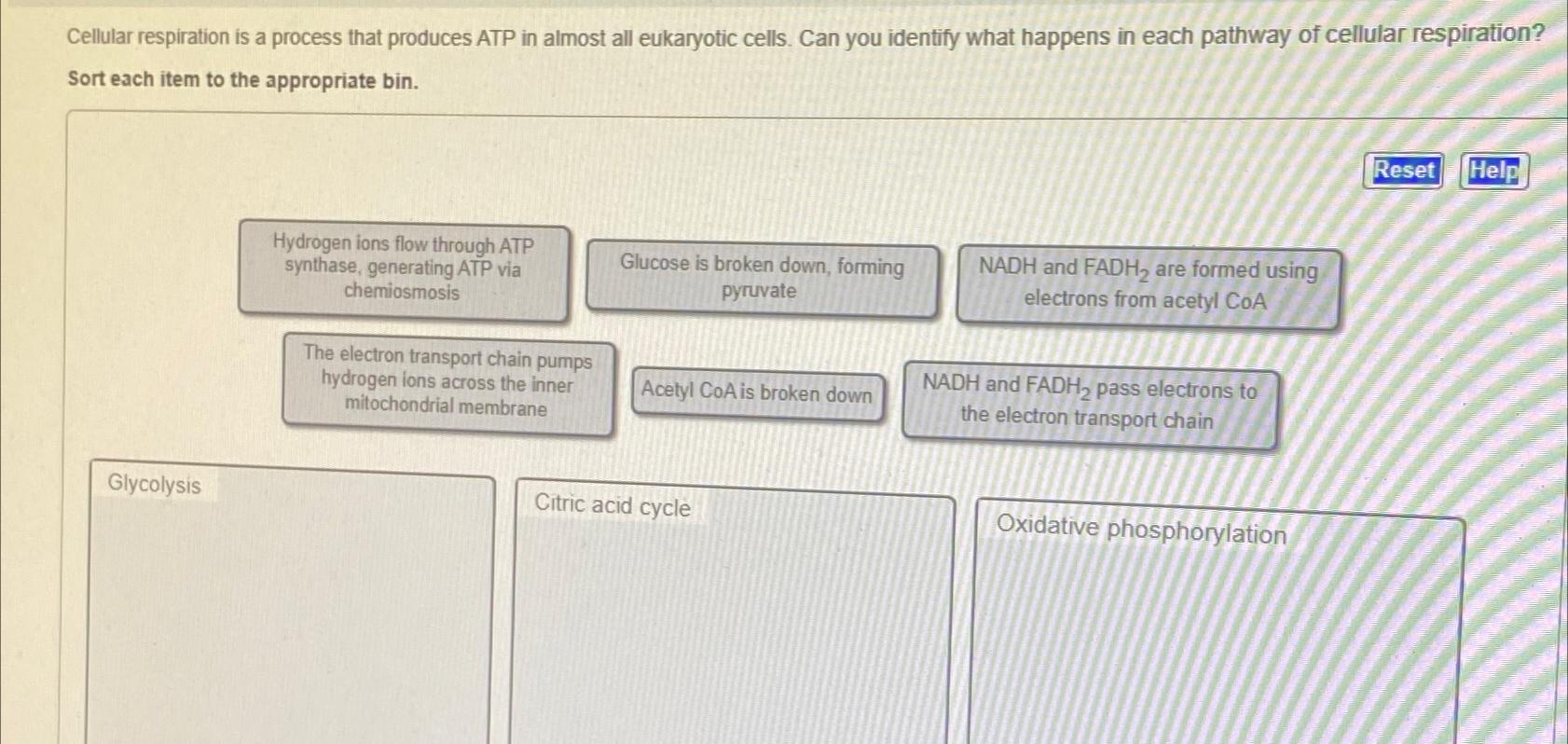 Solved Cellular respiration is a process that produces ATP | Chegg.com