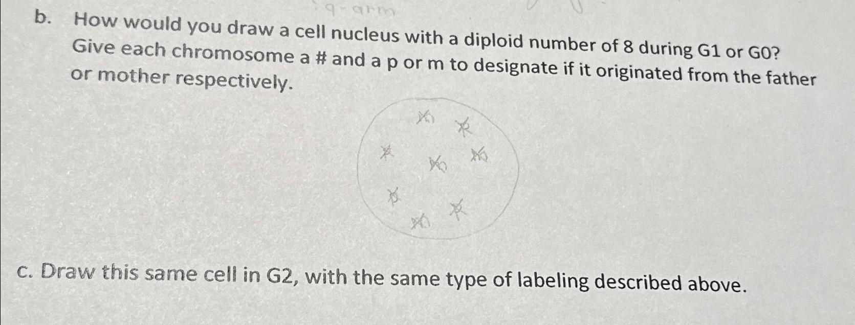 Solved b. ﻿How would you draw a cell nucleus with a diploid | Chegg.com