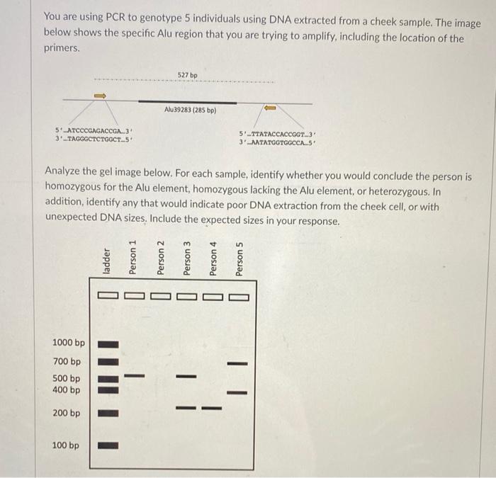 Solved You are using PCR to genotype 5 individuals using DNA | Chegg.com