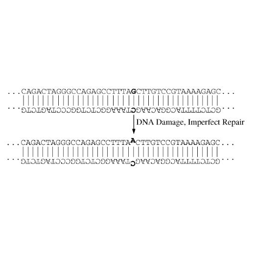 Solved Mutations in DNA are usually caused by chemical or | Chegg.com
