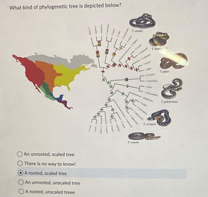 Solved What kind of phylogenetic tree is depicted below? An | Chegg.com