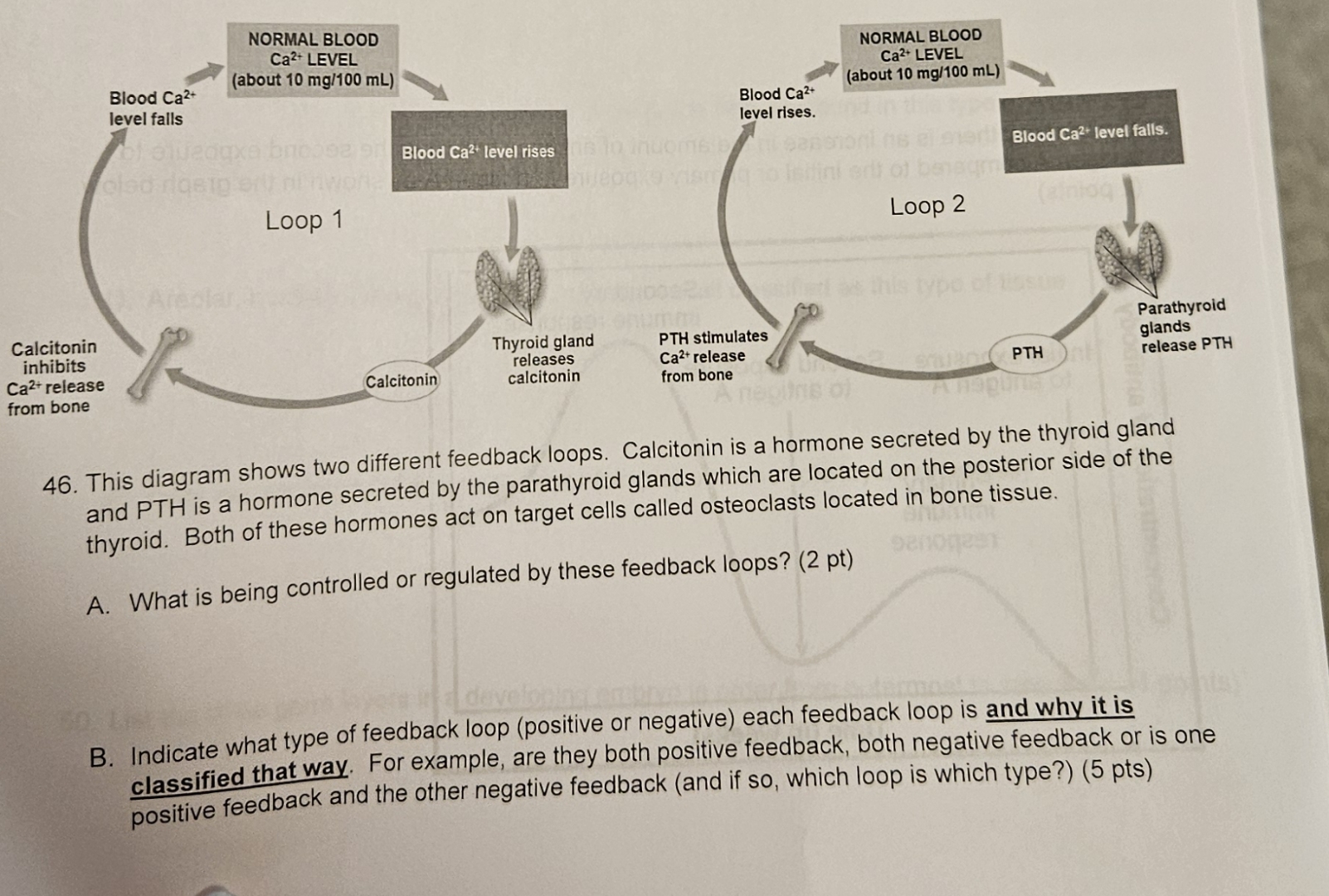 Solved This diagram shows two different feedback loops. | Chegg.com