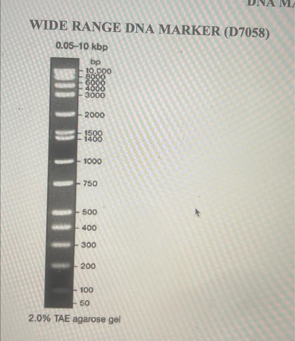 what is the size for each band including the DNA | Chegg.com