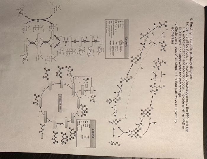 6. Reading metabolic pathway diagrams: (a) Identify | Chegg.com 6. Reading metabolic pathway diagrams: (a) Identify | Chegg.com