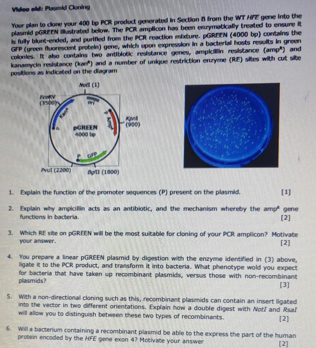 Solved You prepare a linear PGREEN plasmid by digestion with | Chegg.com