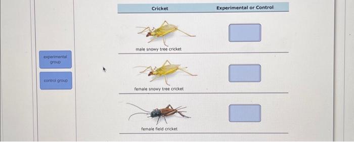 Solved Eased on the observation that only male crickets | Chegg.com