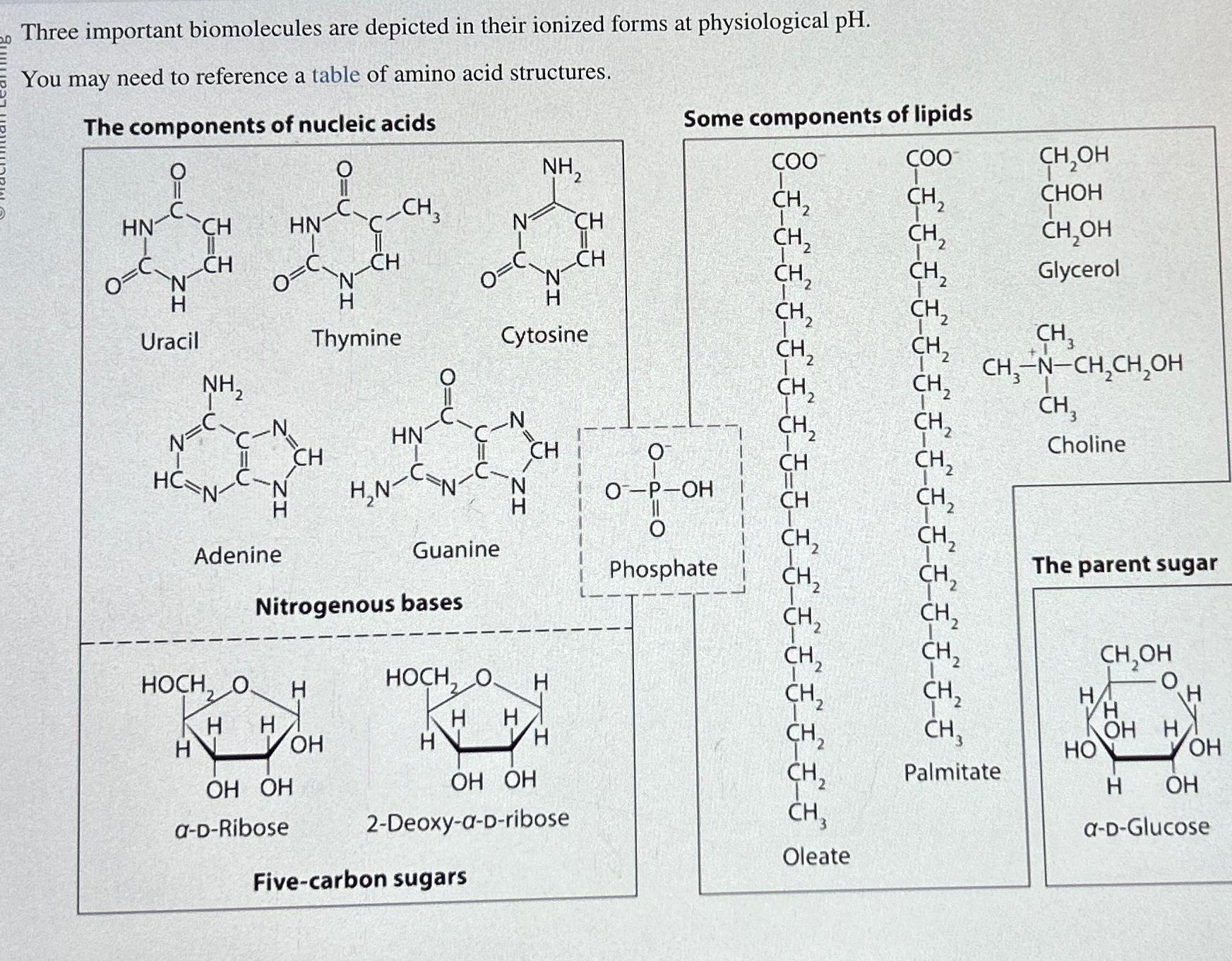 Solved Three important biomolecules are depicted in their | Chegg.com